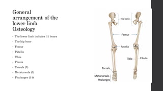 Presentation - The Lower limb presentation about lower limb anatomy ...