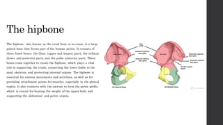 Presentation - The Lower limb presentation about lower limb anatomy ...