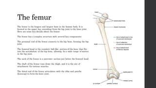 Presentation - The Lower limb presentation about lower limb anatomy ...