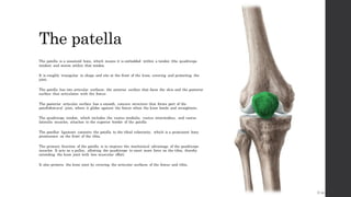 Presentation - The Lower limb presentation about lower limb anatomy ...