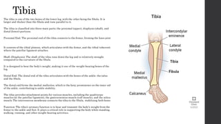 Presentation - The Lower limb presentation about lower limb anatomy ...