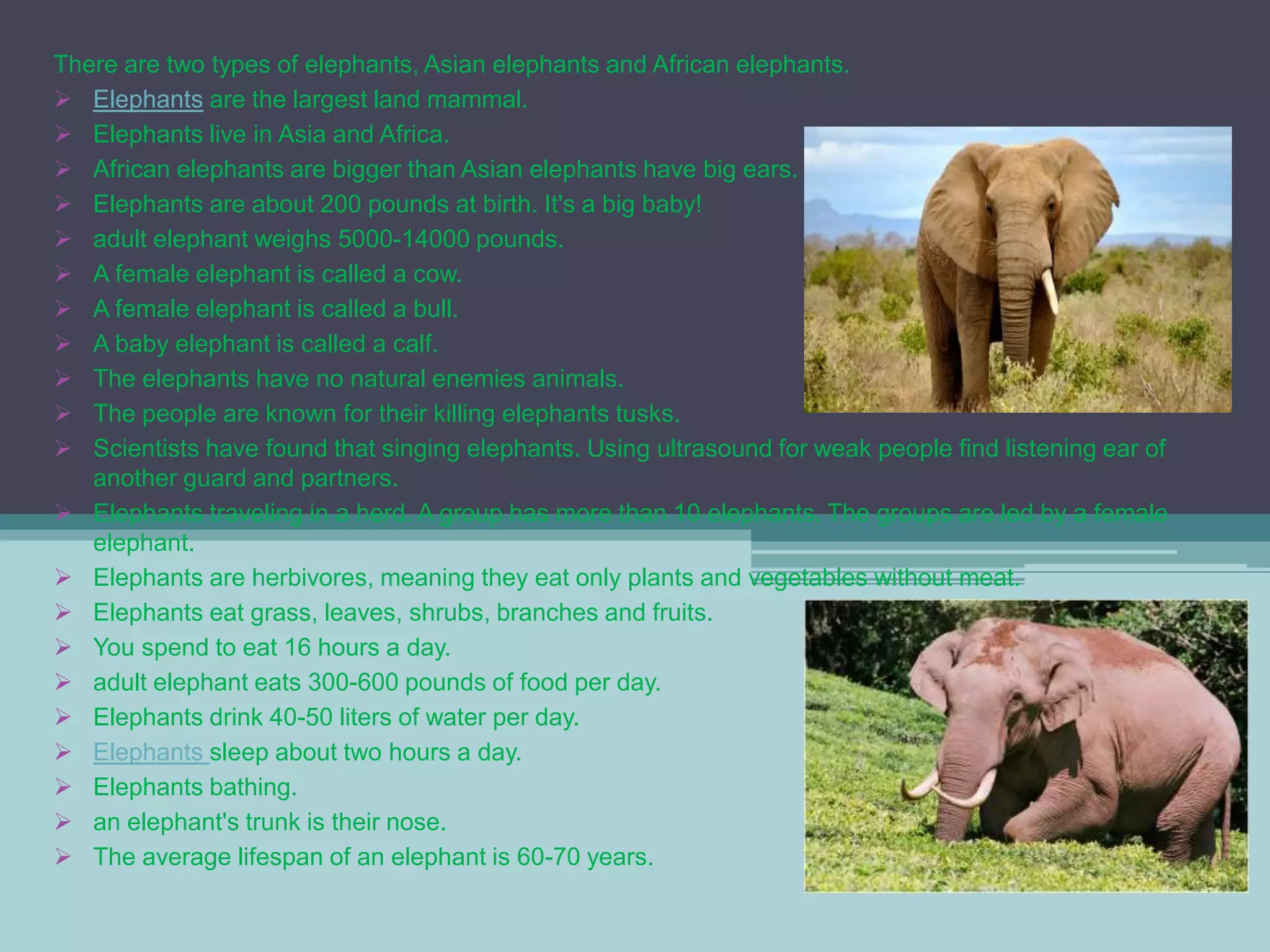 Elephant in topslip | PPTX