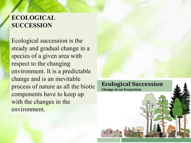 Presentation on ecosystem | PPTX | Geography | Science