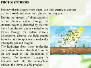 Presentation on ecosystem | PPTX | Geography | Science