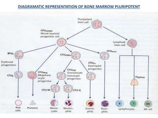 CBC interpretation | PPTX