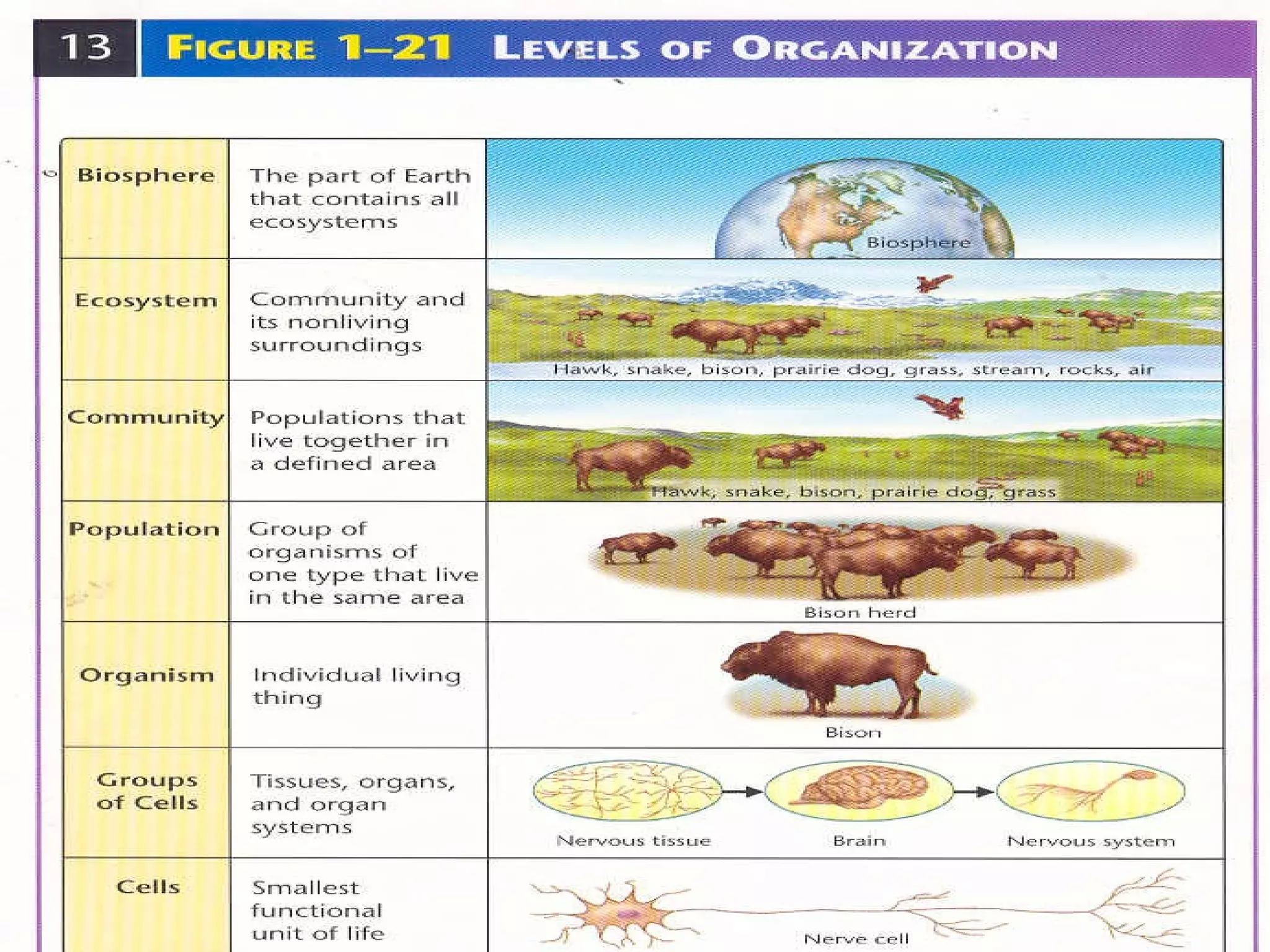 Presentation01 - Hierarchy Of Biological Organization | PPT