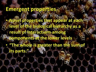 Presentation01 - Hierarchy Of Biological Organization | PPT