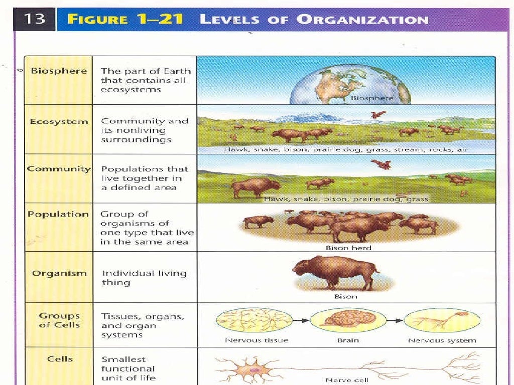Presentation01 - Hierarchy Of Biological Organization