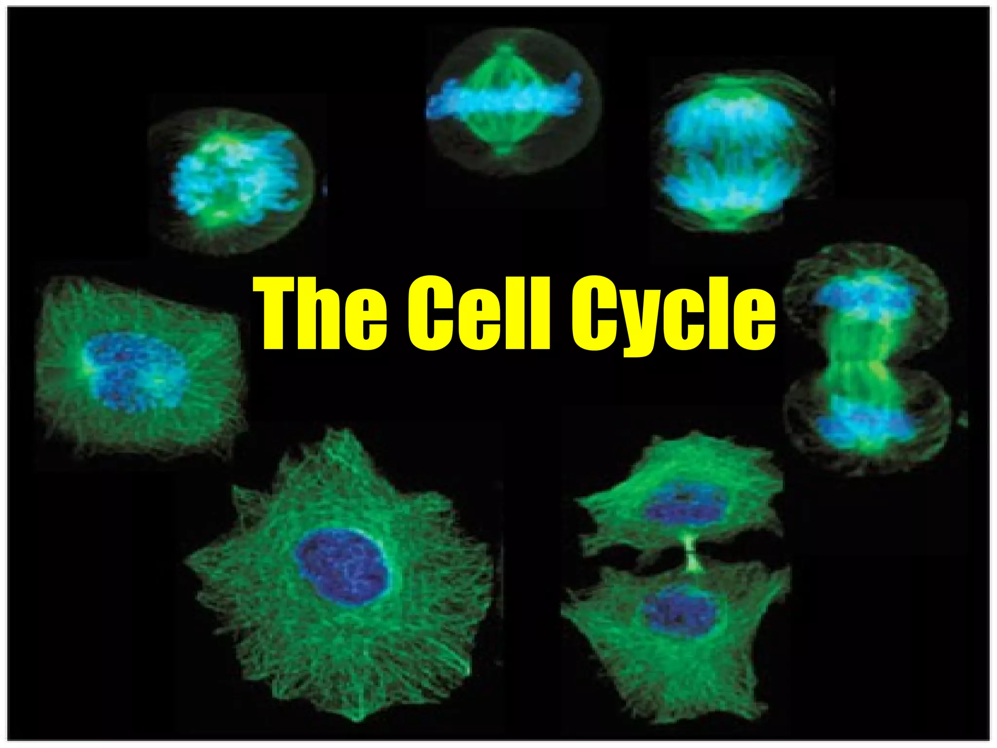 Presentation 01 - The Cell Cycle | PPT
