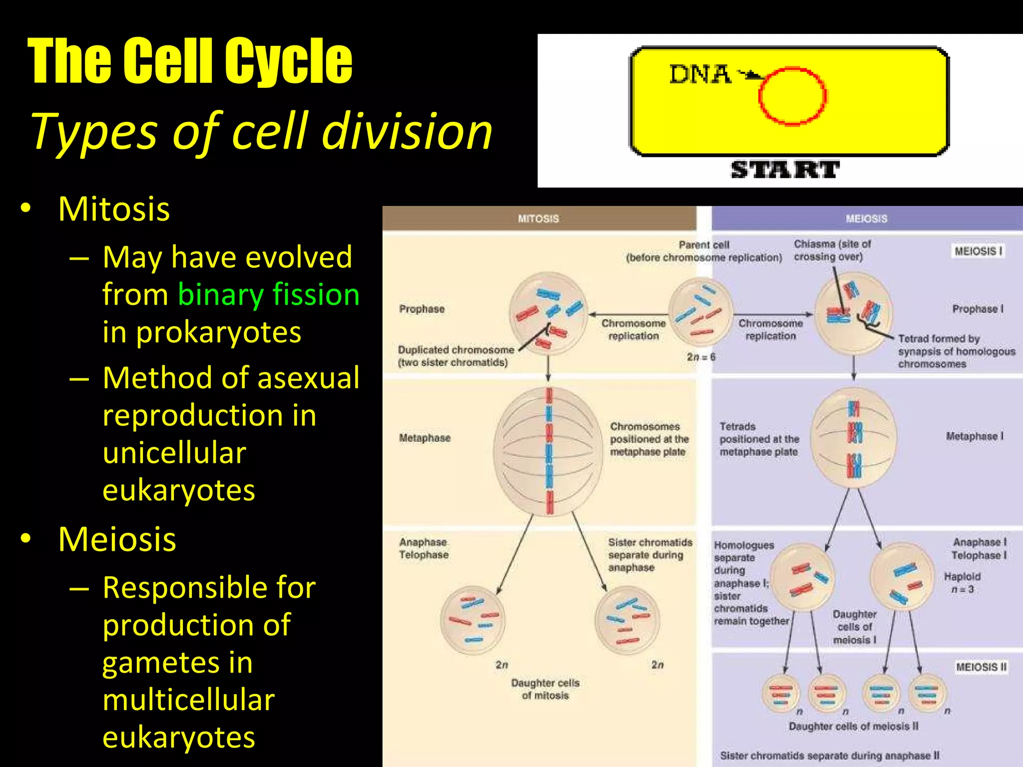 Presentation 01 - The Cell Cycle | PPT | Infertility | Reproductive Health