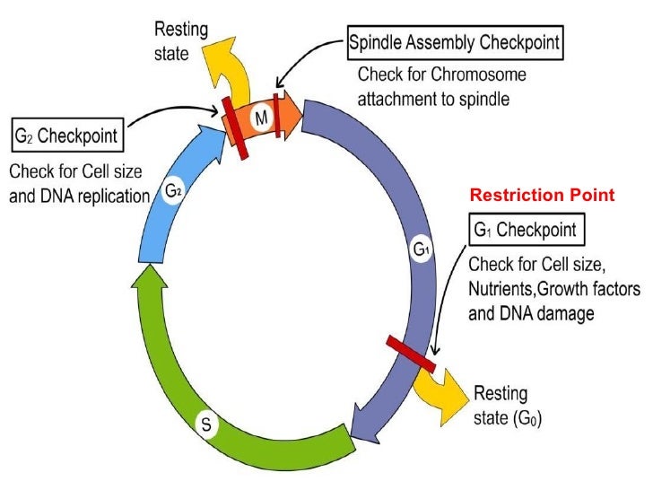 Presentation 01 - The Cell Cycle