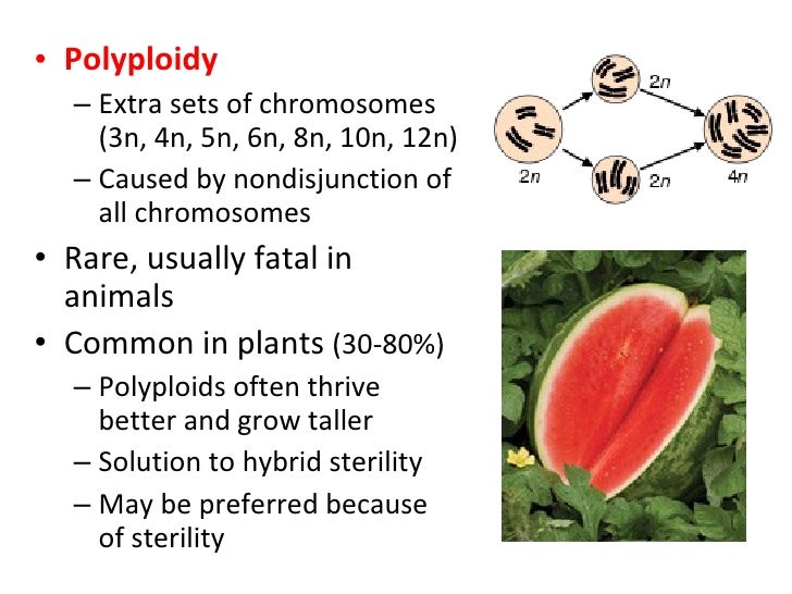 Horticulture Groundwork Benefits Of Polyploidy In Plants