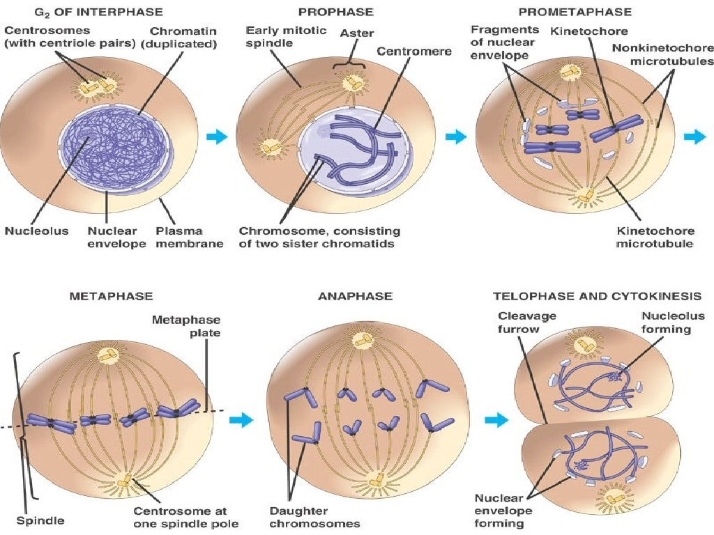 presentation-01-the-cell-cycle