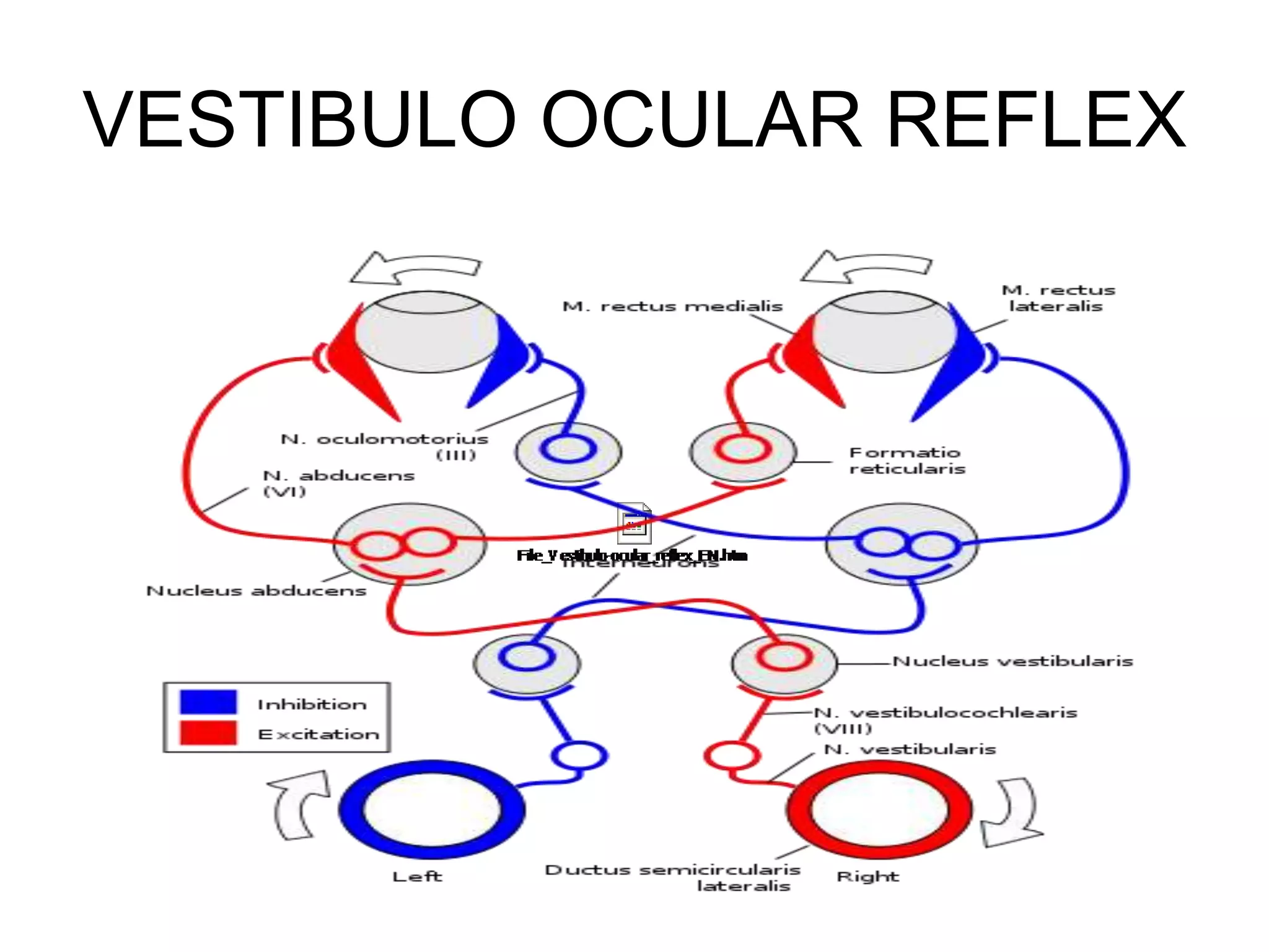 Presentation01mhb vestibular rehab | PPT