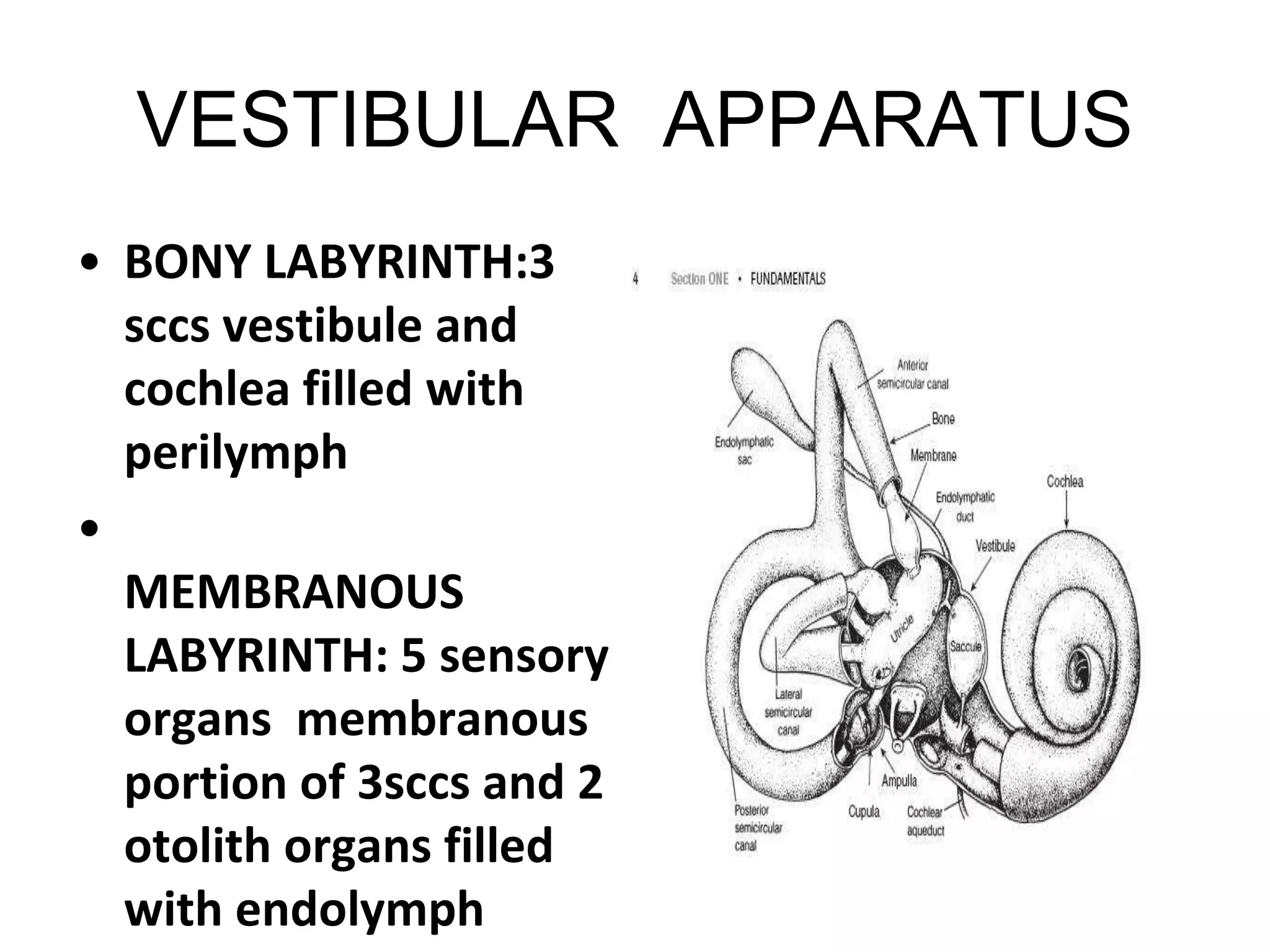Presentation01mhb vestibular rehab | PPT