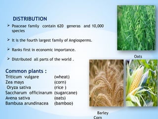 Family Poaceae by Aleesha Noor Botany GCUL | PPTX