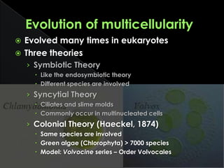 Presentation 02 - The Origin Of Multicellularity And The Volvocine ...