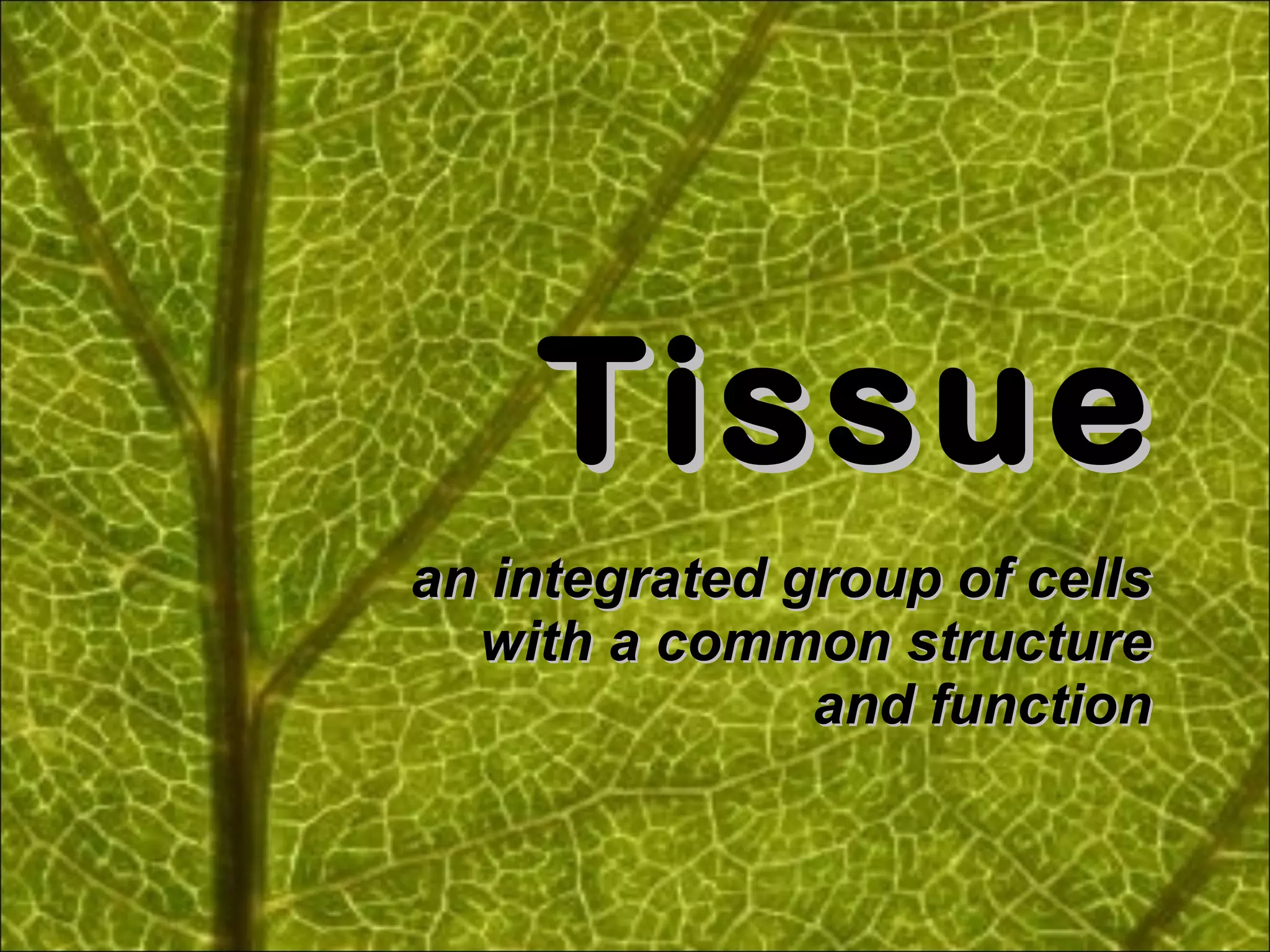 Presentation03 - Plant and Animal Tissues | PPT