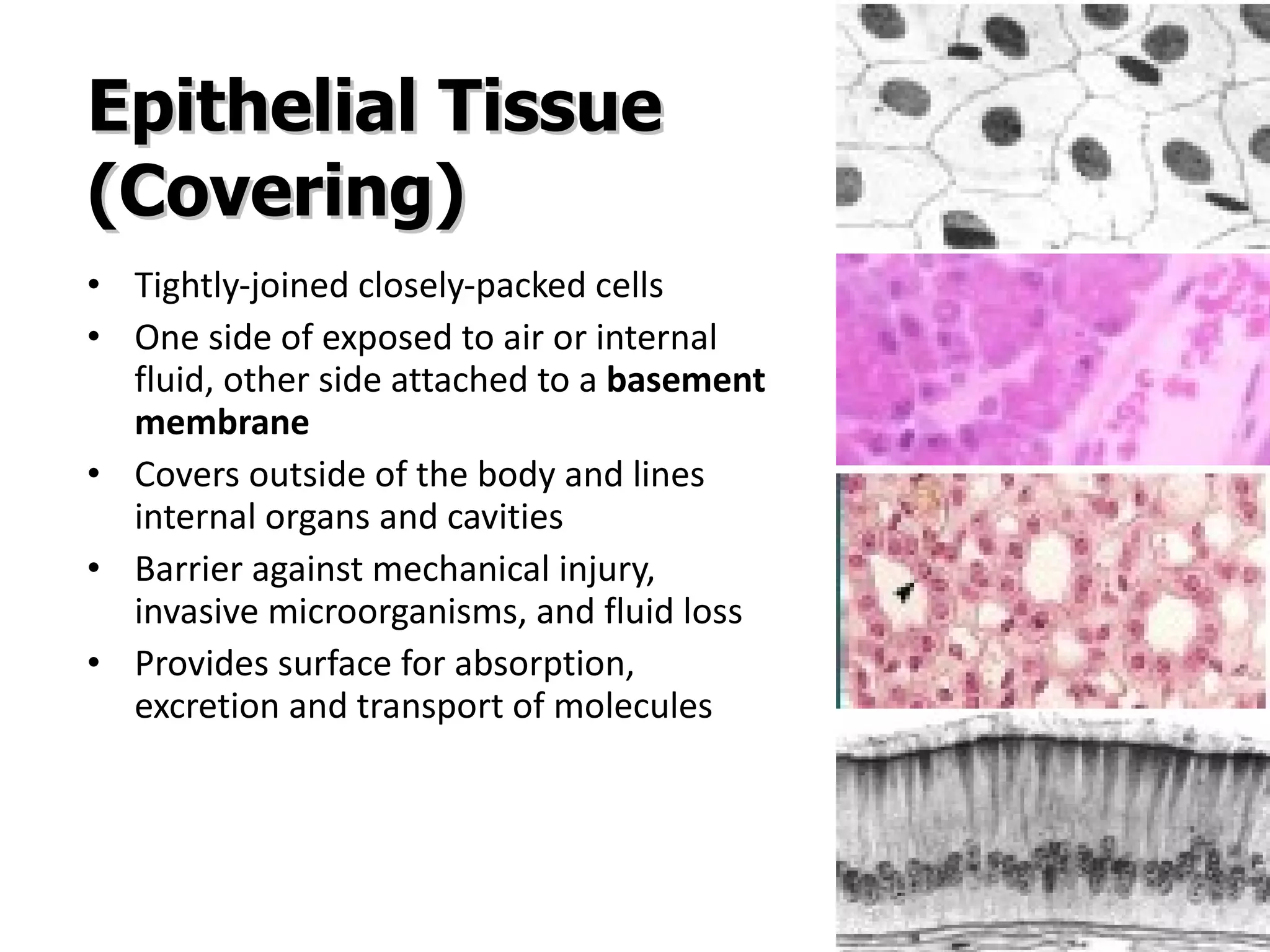 Presentation03 - Plant and Animal Tissues | PPT