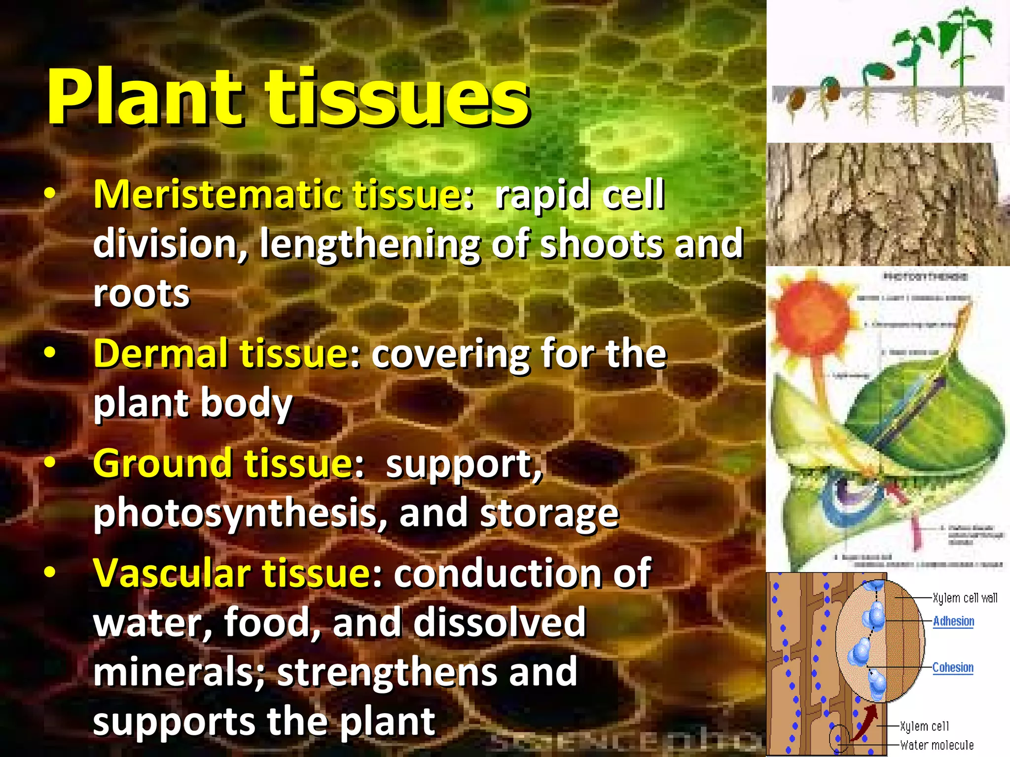 Presentation03 - Plant and Animal Tissues | PPT