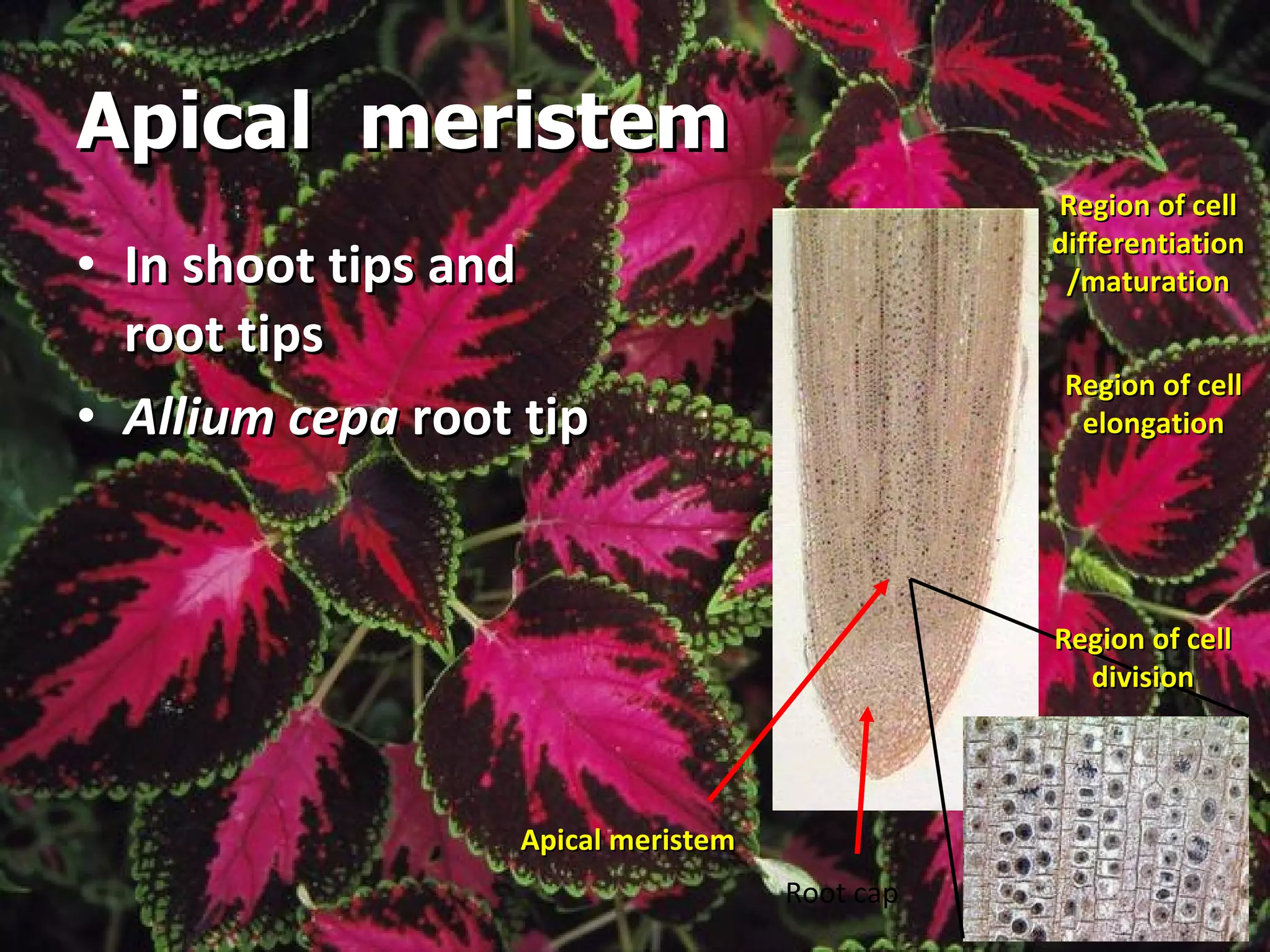 Presentation03 - Plant and Animal Tissues | PPT
