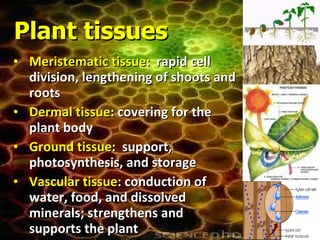 Presentation03 - Plant and Animal Tissues | PPT