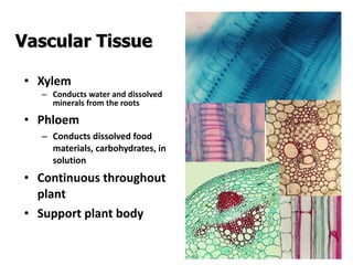 Presentation03 - Plant and Animal Tissues | PPT