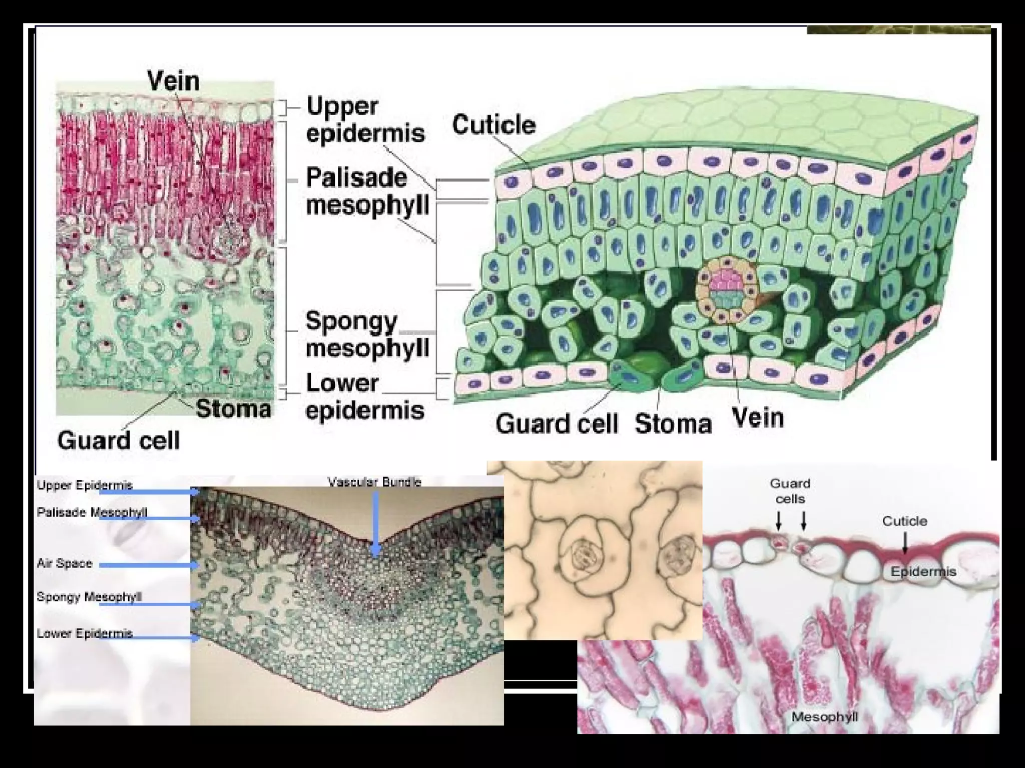Presentation 03 - Plant Tissues | PPT