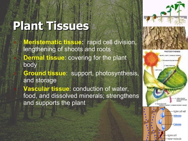 Presentation 03 - Plant Tissues | PPT | Gardening | Home & Garden