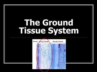 Presentation 03 - Plant Tissues | PPT