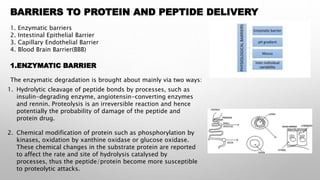 Barriers in protein and peptide drug delivery in pharmaceutics | PPTX