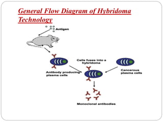 Presentation 0 n hybridoma technology | PPT
