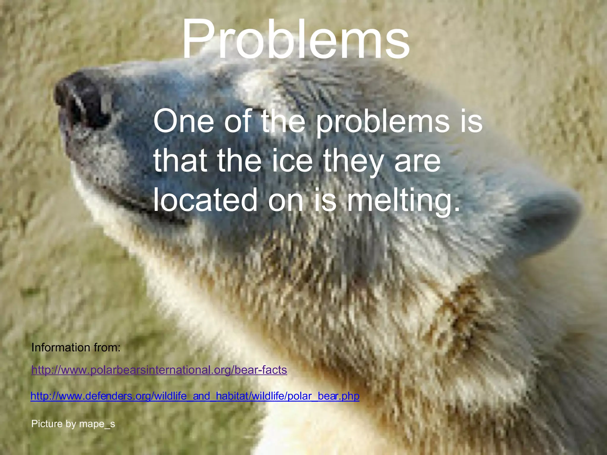Endangered polar bears | PPT