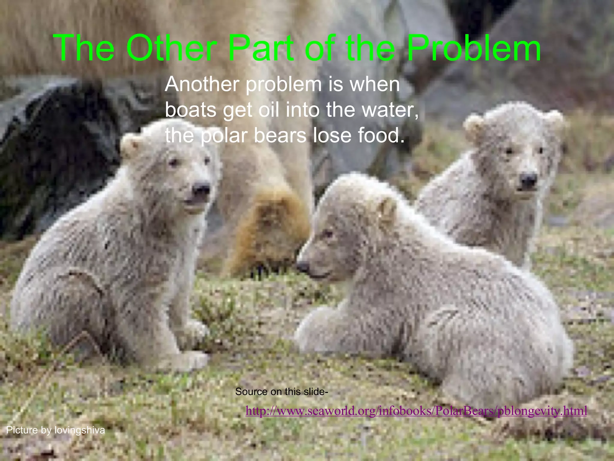 Endangered polar bears | PPT