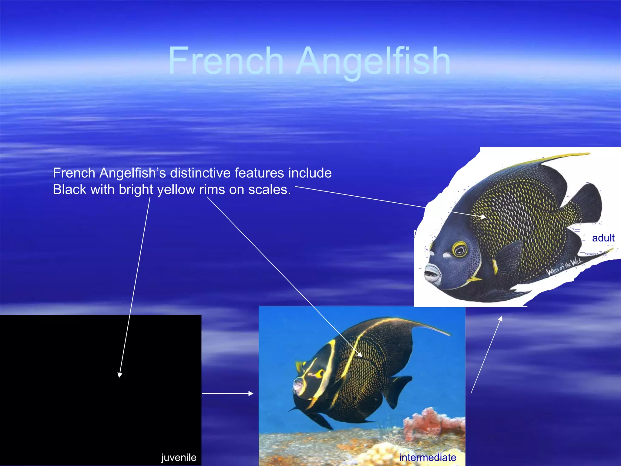 Marine Biology Angelfish | PPT