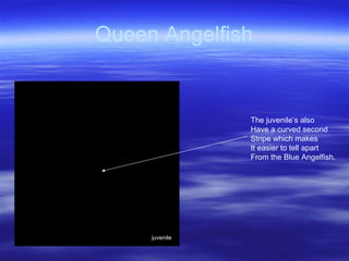 Marine Biology Angelfish | PPT