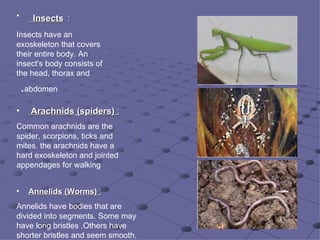 animalskingdom | PPT | Reptiles | Pets