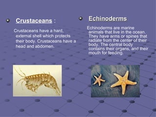 animalskingdom | PPT | Reptiles | Pets