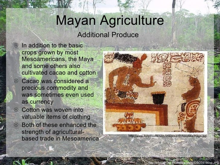 Mayan Agriculture Techniques