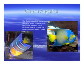 Marine Biology Angelfish | PDF