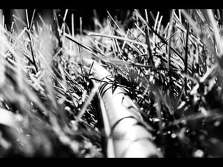 First Photography Assignment | PPT