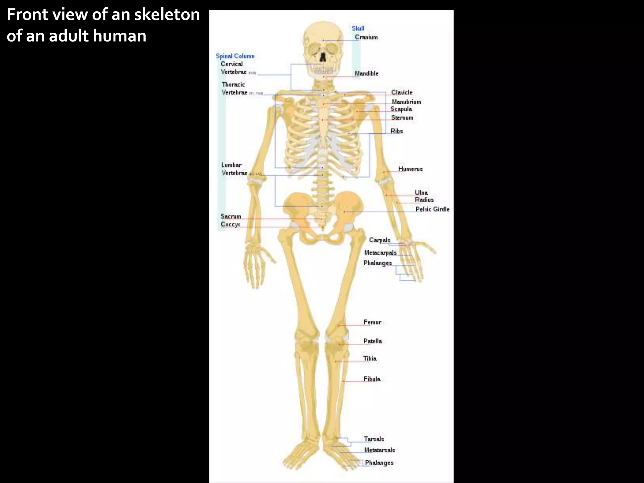 The Musculoskeletal System | PPTX