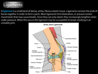 The Musculoskeletal System | PPTX