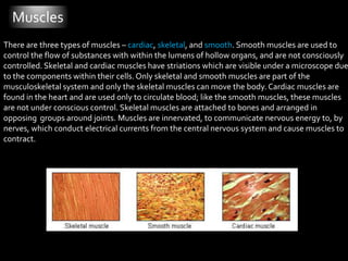 The Musculoskeletal System | PPTX