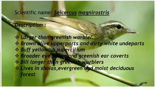 Presentation1-1.pptx | Birdwatching | Hobbies & Interests