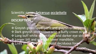 Presentation1-1.pptx | Birdwatching | Hobbies & Interests