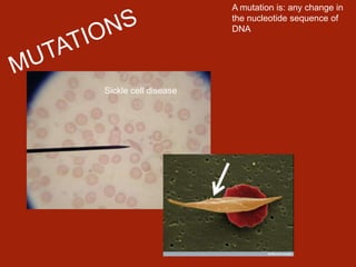 Cellular Mutation | PPTX | Genetics | Science