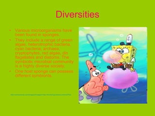 Sea Sponges | PPT