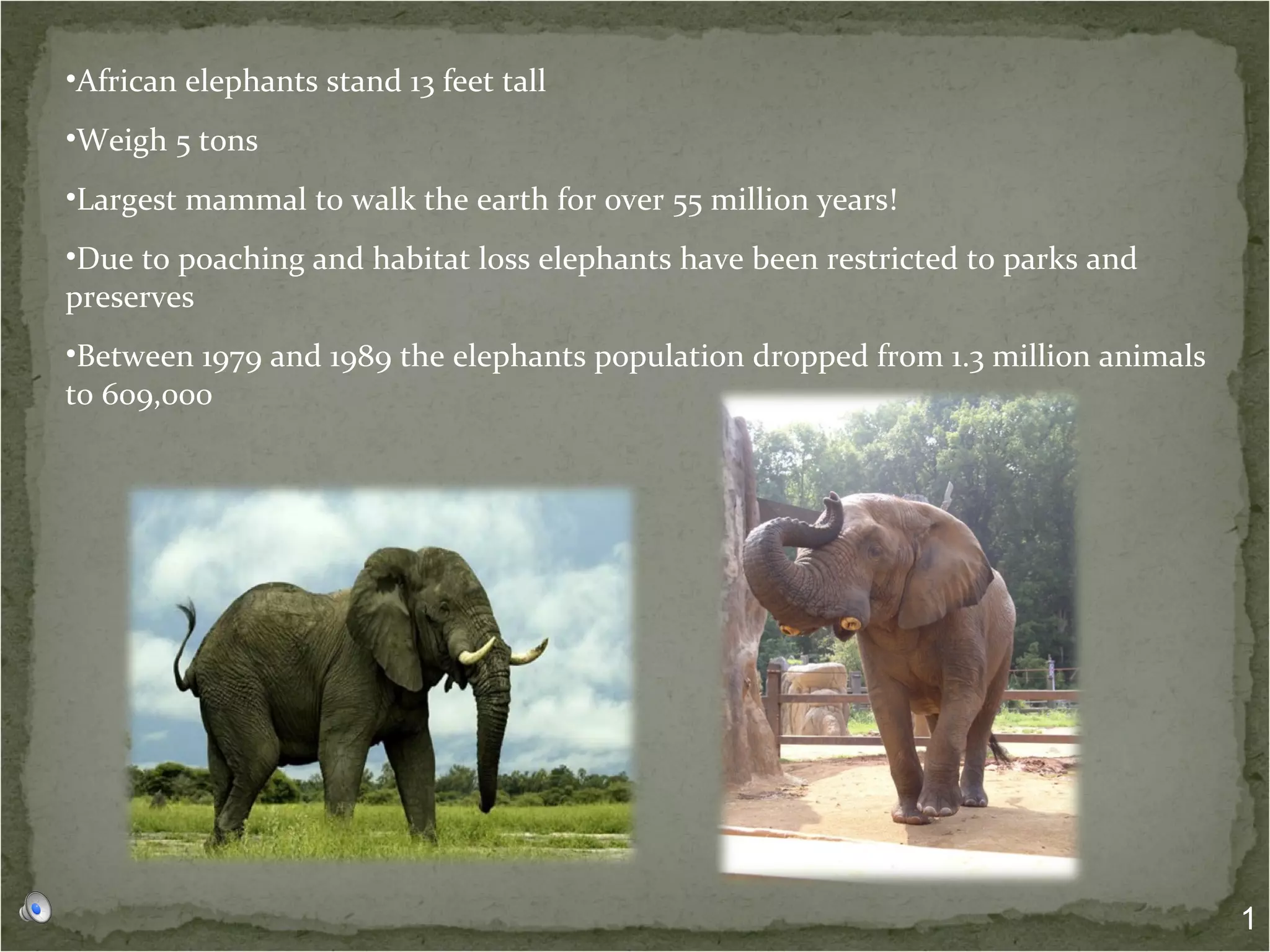 The African Elephant | PPT | Africa Travel | Travel Locations