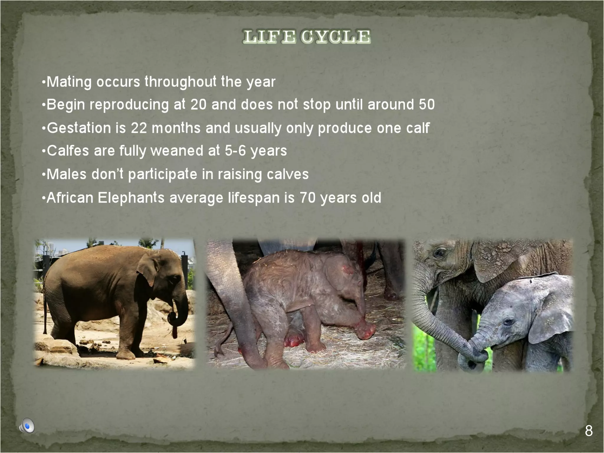 Elephant Reproduction Cycle